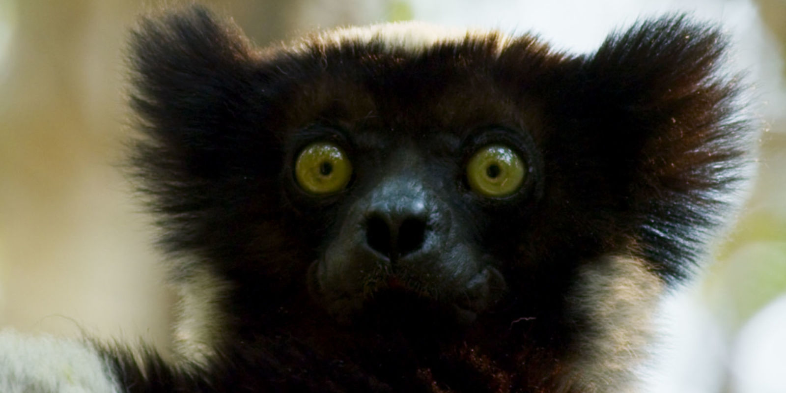 Planet Earth II Visits The Jungles 15 Absolutely Gorgeous Photos From Planet Earth II Visits The Jungles 15 Absolutely Gorgeous Photos From