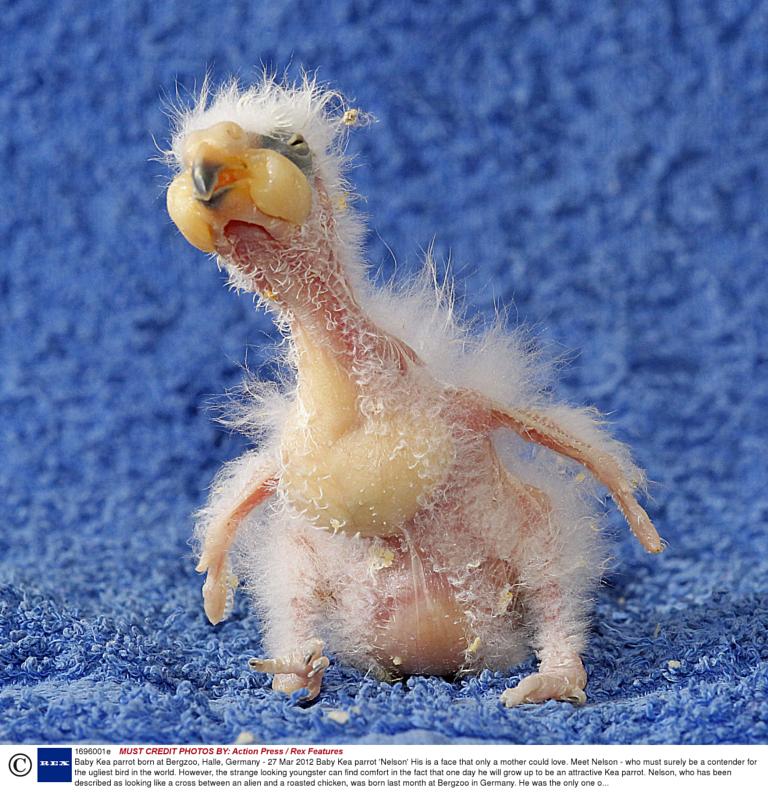 'World's ugliest bird' begins to flourish - picture