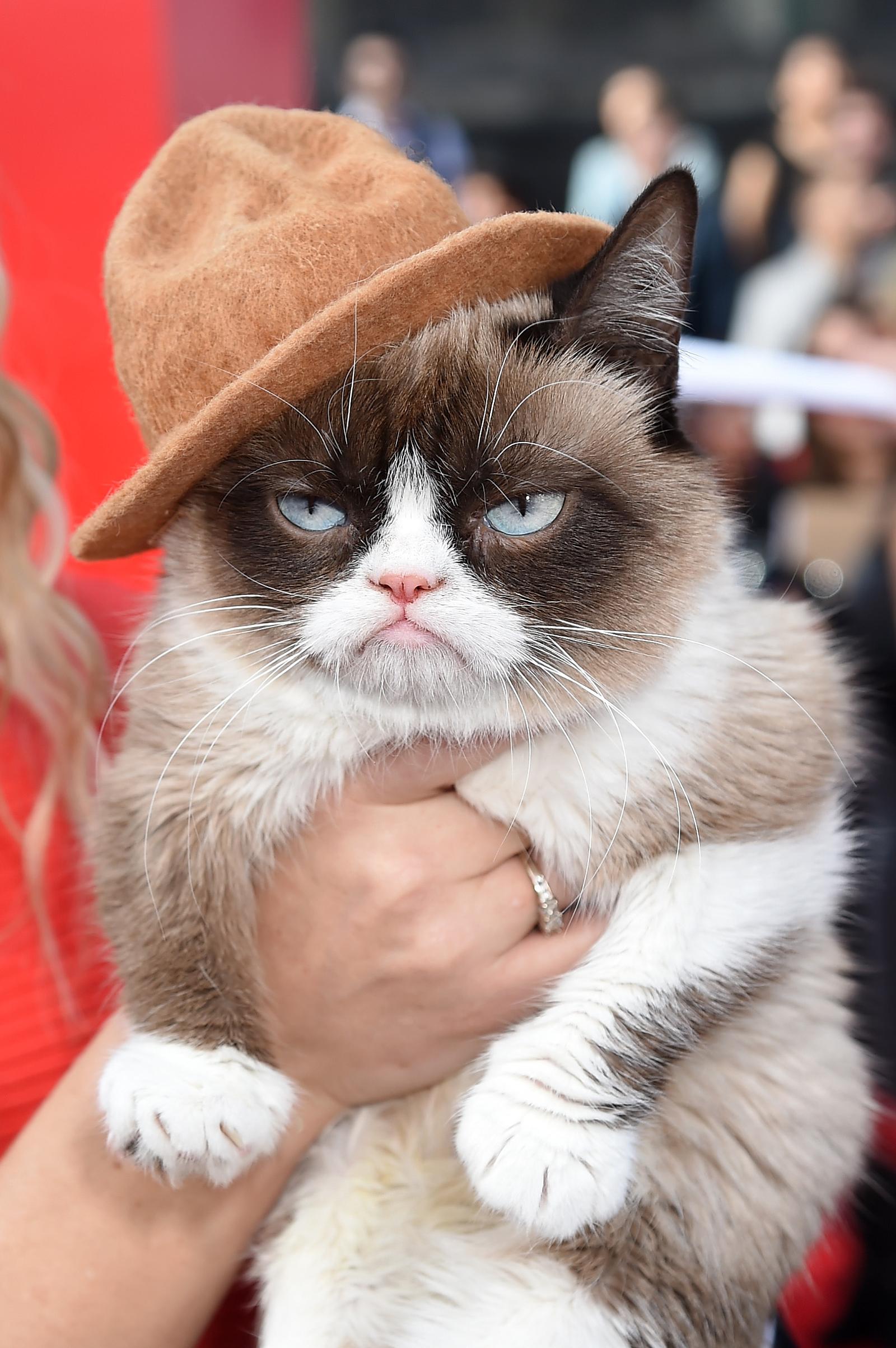 Grumpy Cat to star in new Lifetime Christmas film