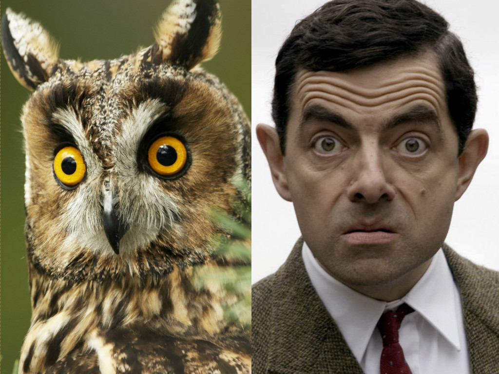 YouAreDogNow: 13 celebrities and their amazing animal lookalikes